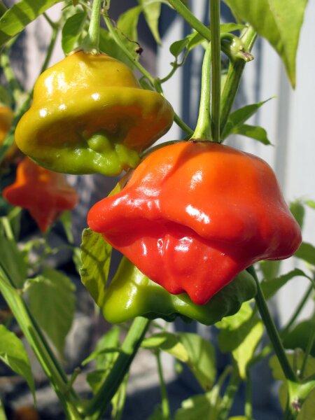 Milde Chilisamen kaufen – Chili Sorten mit wenig Schärfe