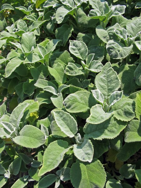 Salbei-Samen (Salvia) – vielfältig, duftend und voller Charakter