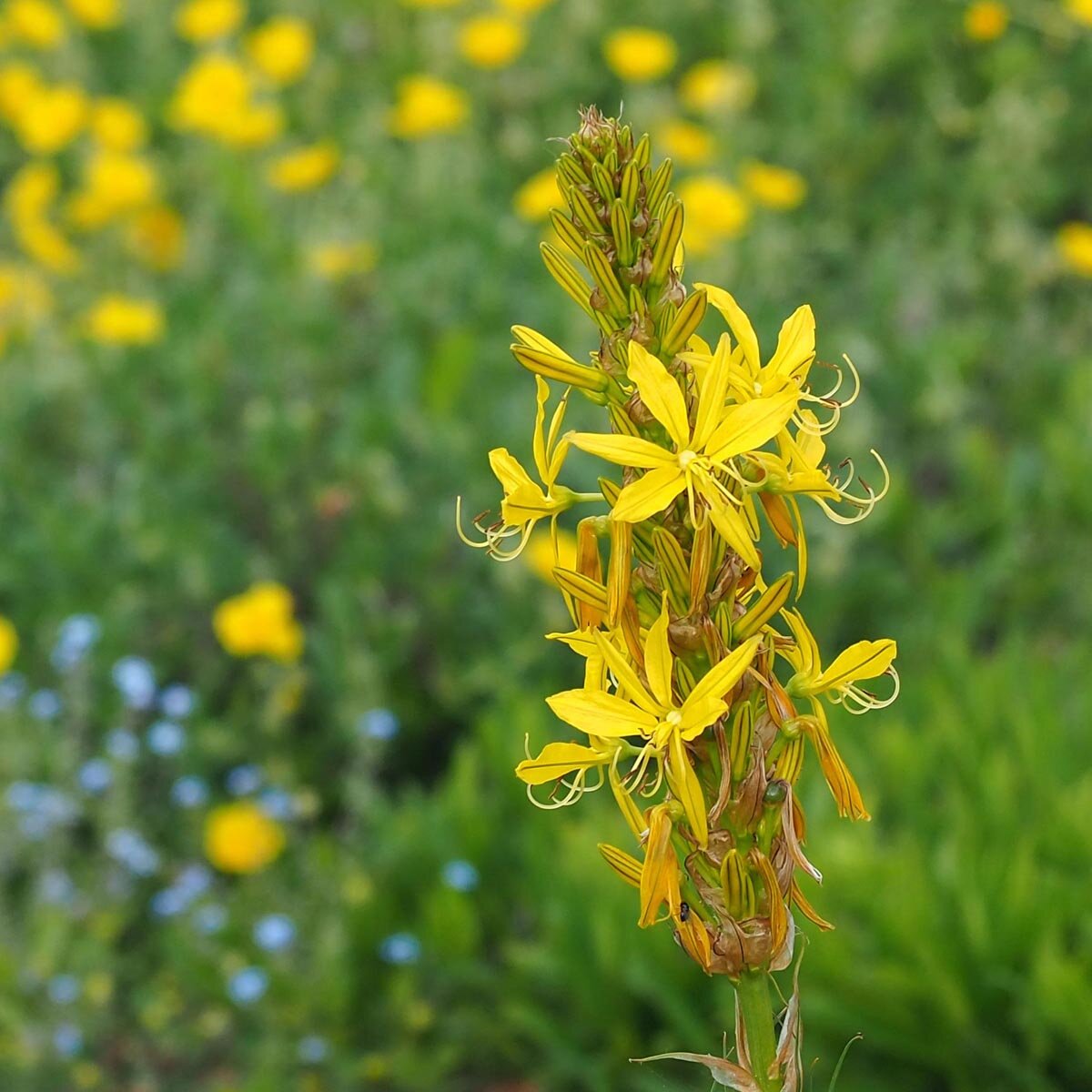 Junkerlilie 'Yellow' (Asphodeline lutea) Samen