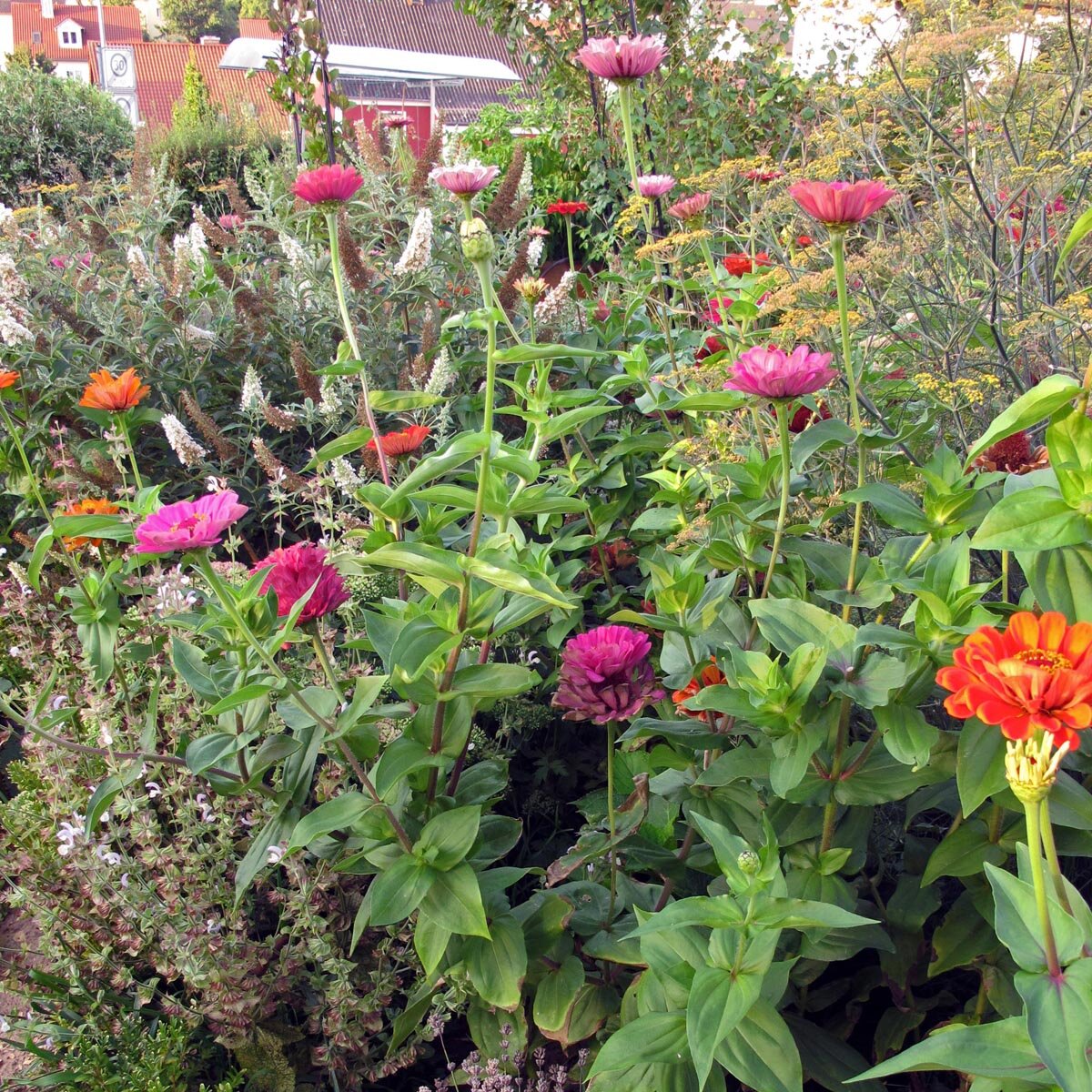 Zinnie 'Dahlia Flowered-Mix' (Zinnia elegans) Samen