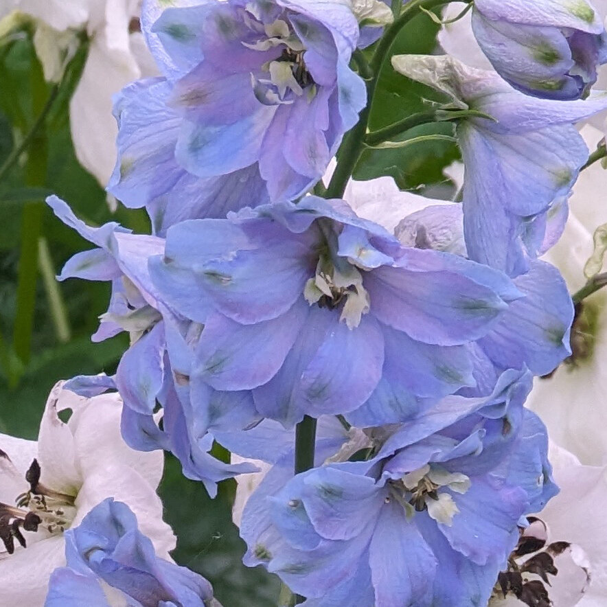 Pazifischer Hoher Rittersporn 'Magic Fountains-Sky Blue, White Bee' (Delphinium cultorum) Samen