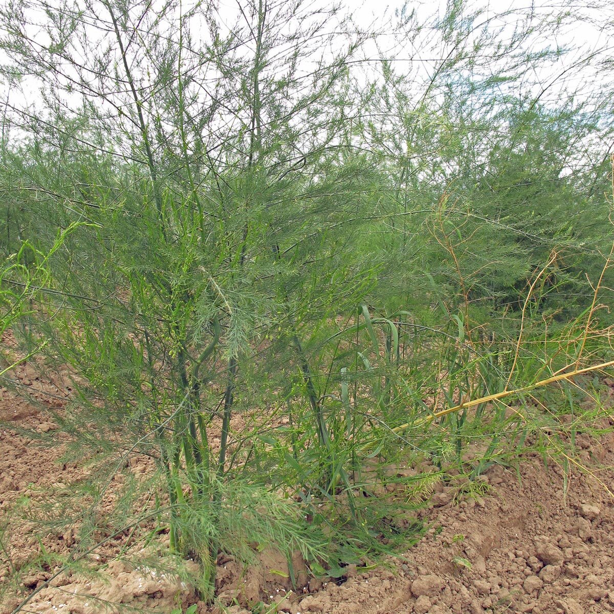 Weisser Spargel 'Ruhm von Braunschweig' (Asparagus officinalis) Samen