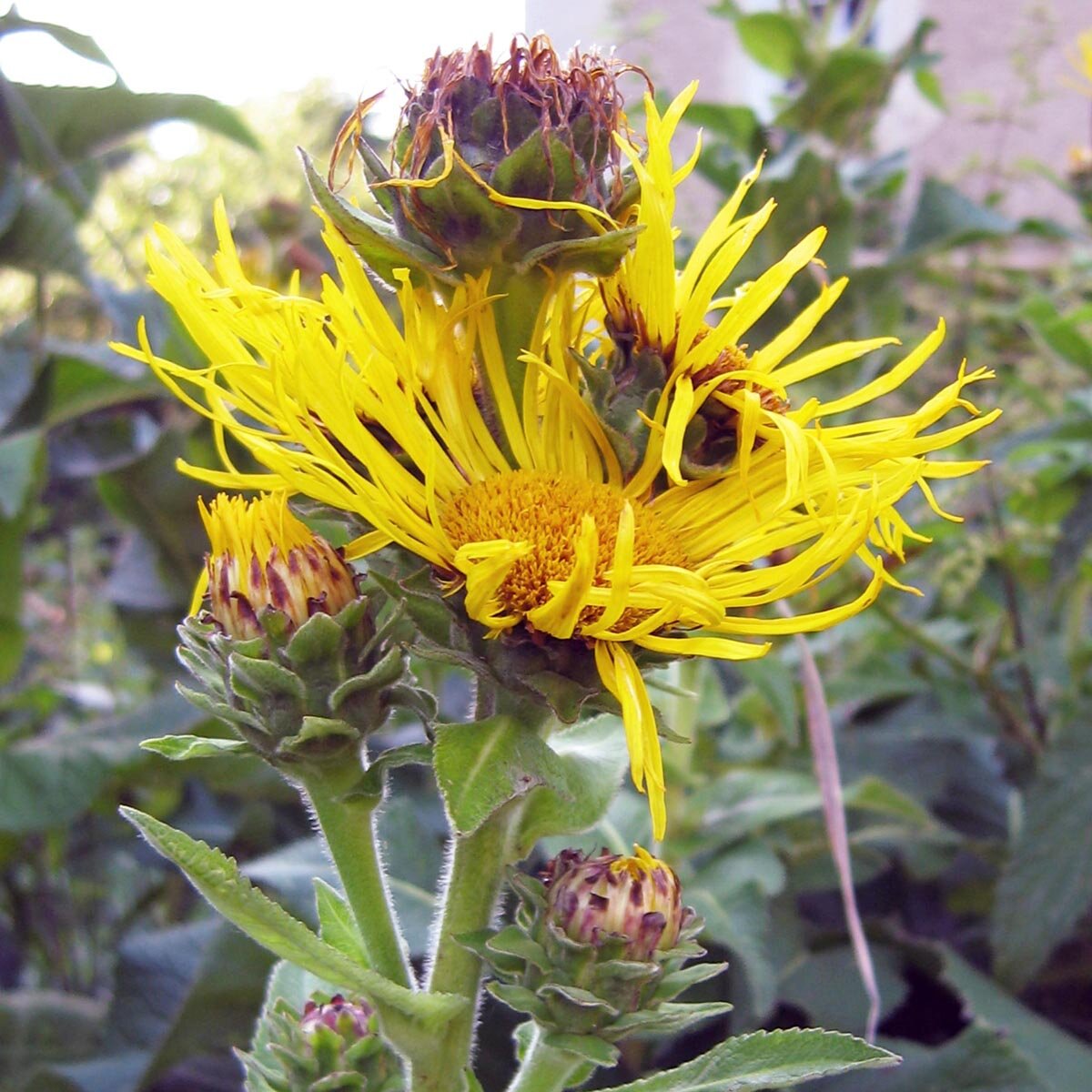 Echter Alant (Inula helenium) Samen
