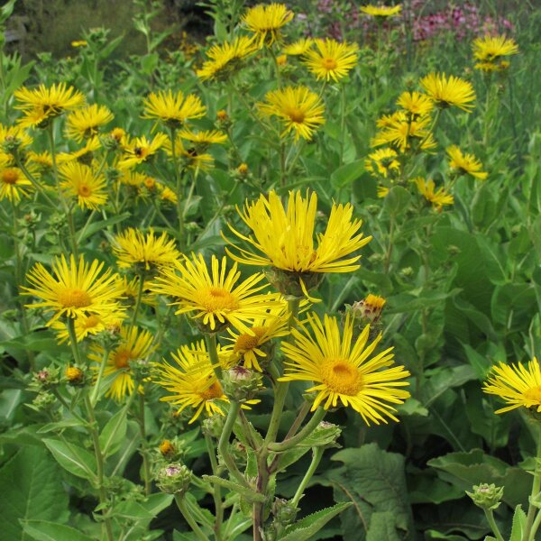 Echter Alant (Inula helenium) Samen