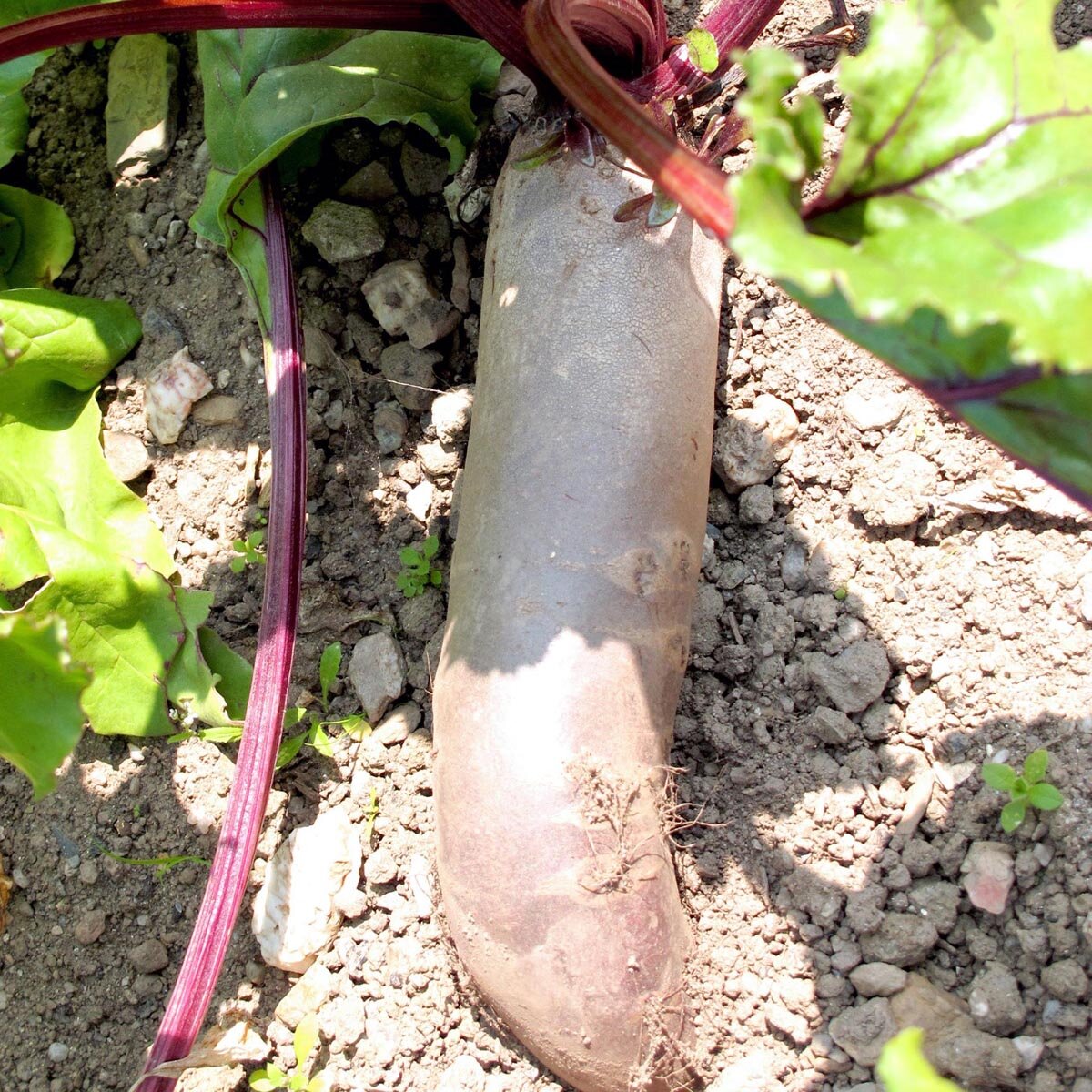 Rote Bete 'Cylindra' (Beta vulgaris) Samen