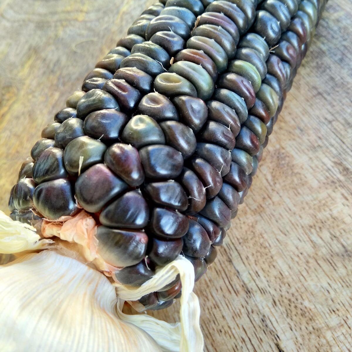 Mais 'Oaxacan Green' (Zea mays) Samen