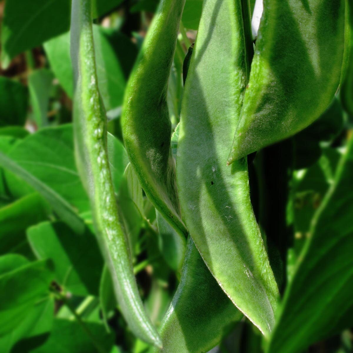 Limabohne / Mondbohne (Phaseolus lunatus) Samen