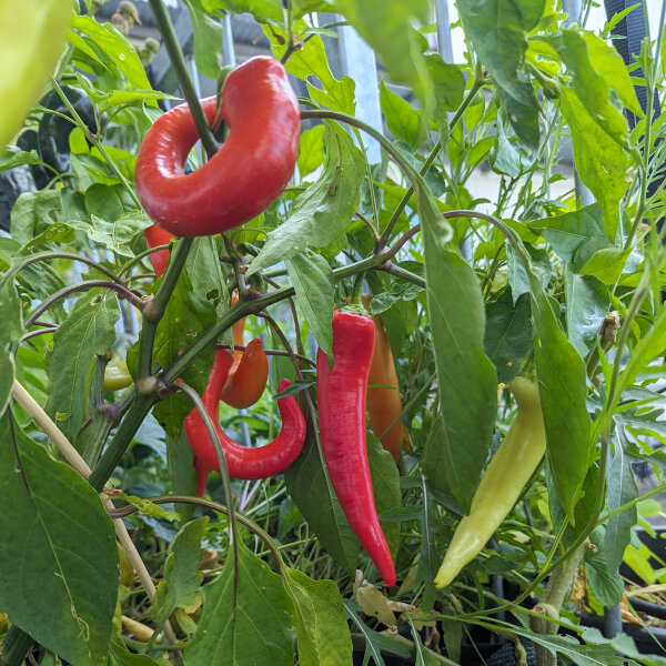Gemüsechili 'Sweet Banana' (Capsicum annuum) Samen