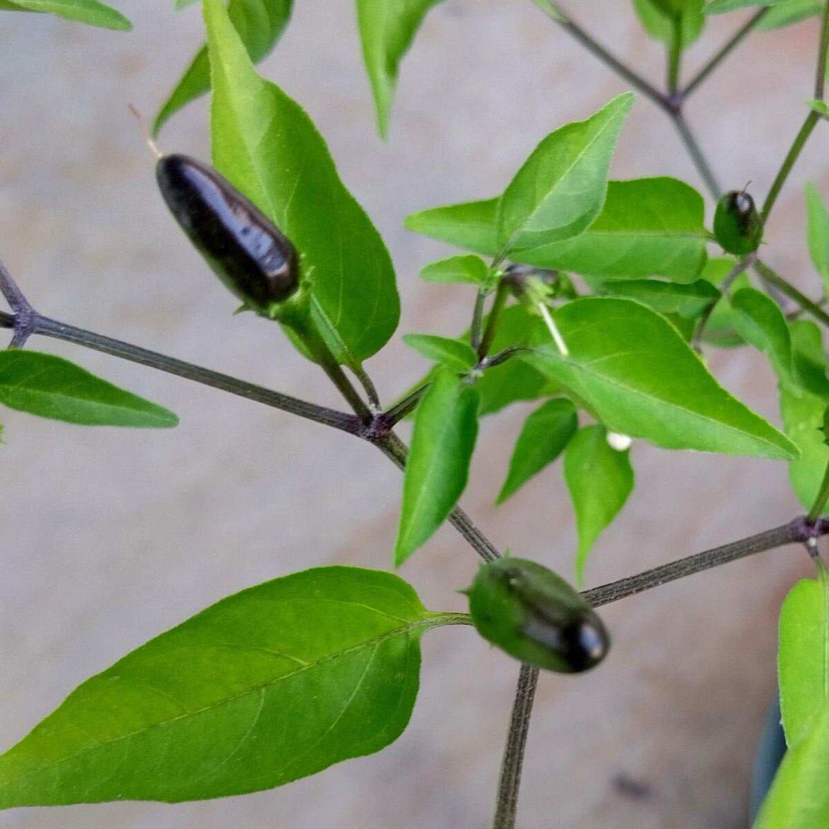 Wildchili 'Chacoense' (Capsicum chacoense) Samen