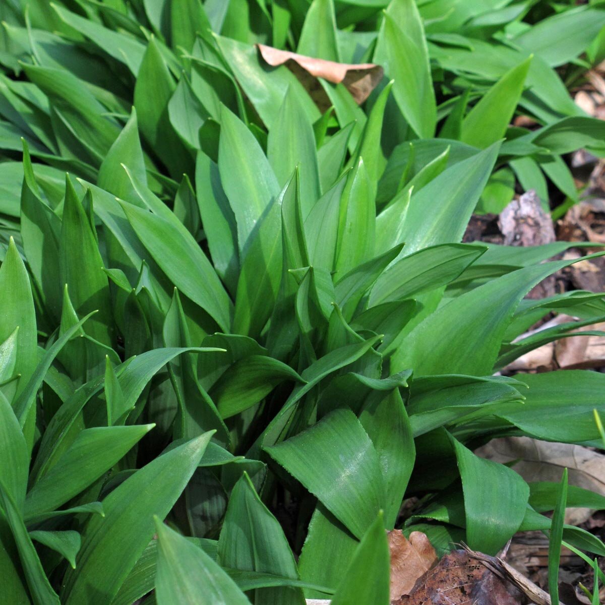 Bärlauch / Wilder Lauch (Allium ursinum) - ca. 100 Samen