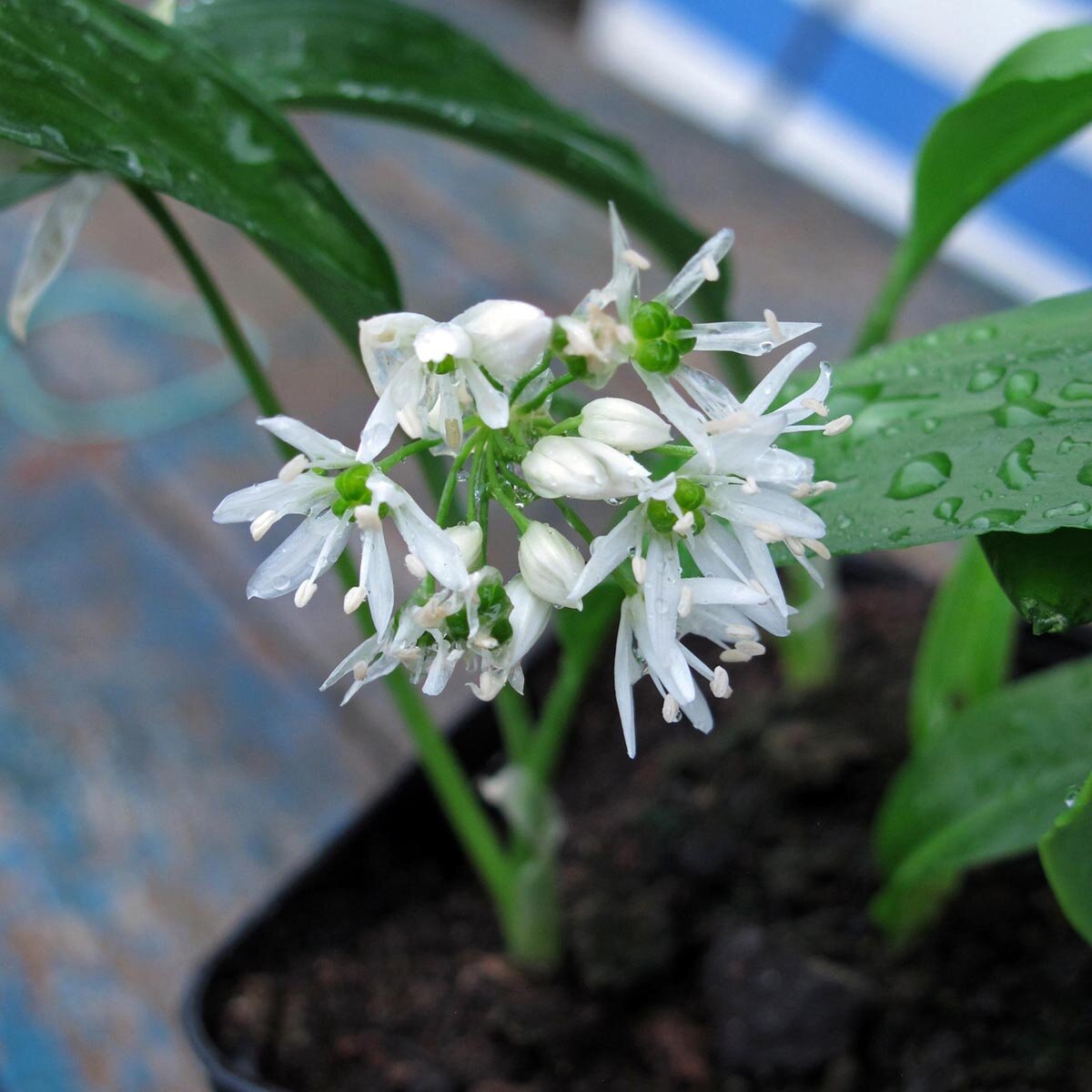 Bärlauch / Wilder Lauch (Allium ursinum) - ca. 100 Samen