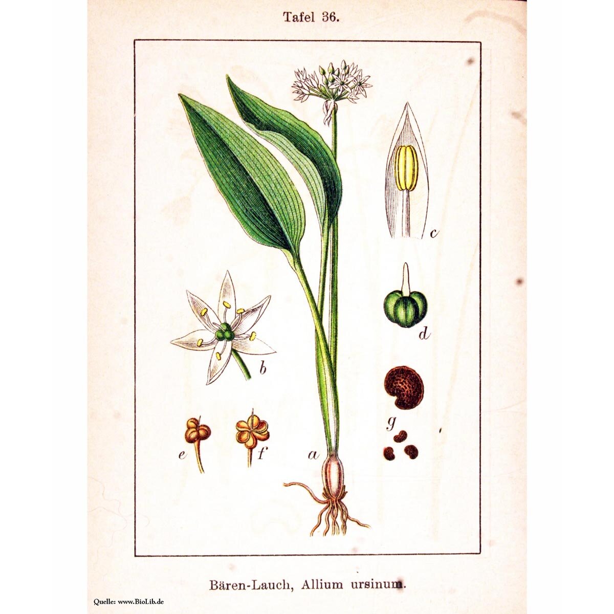 Bärlauch / Wilder Lauch (Allium ursinum) - ca. 100 Samen