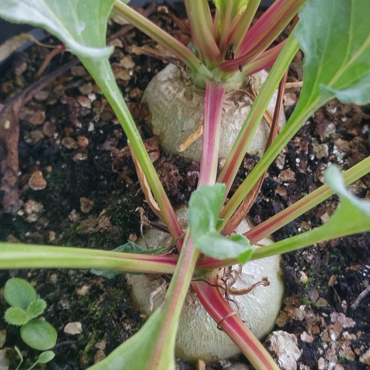 Weiße Bete 'Albina Vereduna' (Beta vulgaris) - ca. 50 Samen