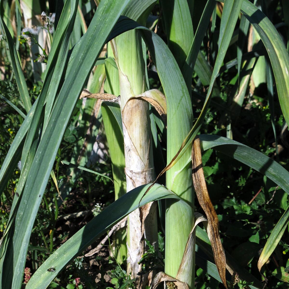 Porree 'Blaugrüner Winter' (Allium porrum) Bio - ca. 300 Samen