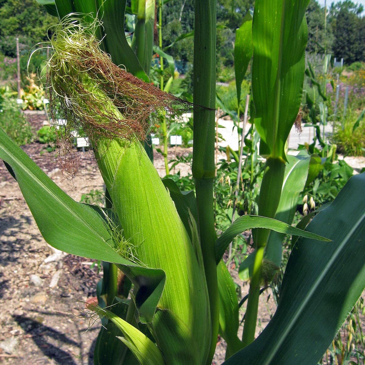 Zuckermais 'Golden Bantam' (Zea mays) Bio Saatgut