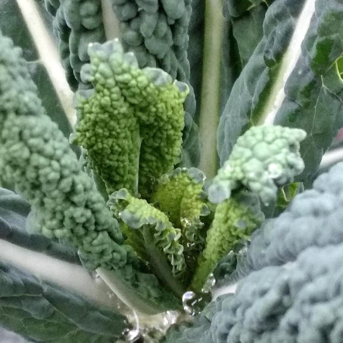 Toskanischer Palmkohl 'Cavolo Nero' (Brassica oleracea var. palmifolia ...