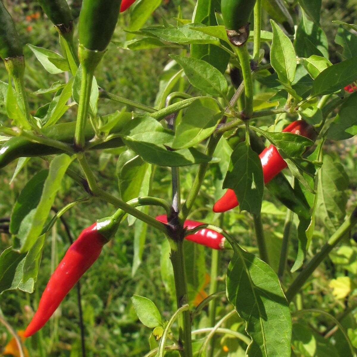 Chili 'Tabasco' (Capsicum frutescens) - ca. 10 Samen