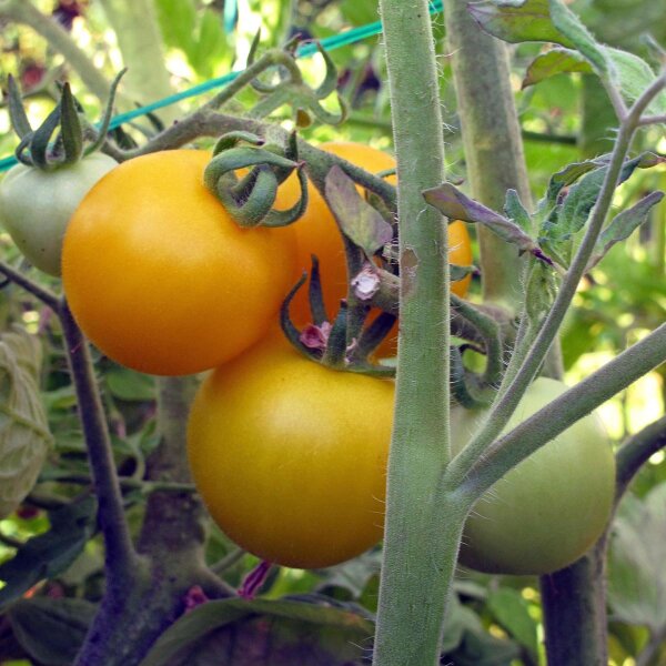 Tomate Gelbe Blatter
