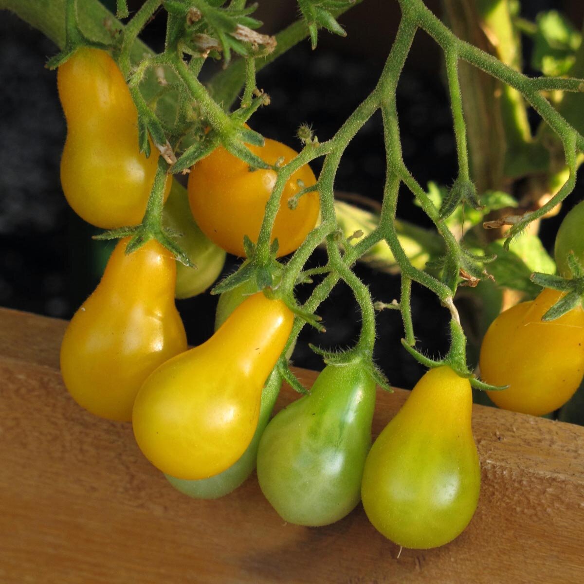 Cocktailtomate 'Yellow Pear' (Solanum lycopersicum) Bio Saatgut