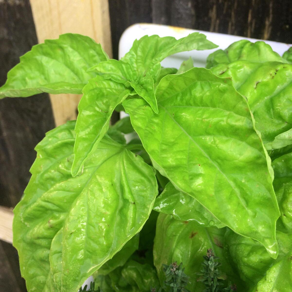 Neapolitanisches Basilikum (Ocimum basilicum) Samen