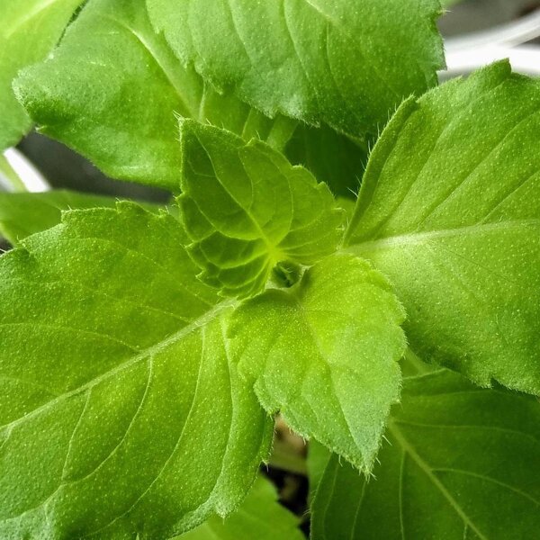 Wildes Basilikum / Baumbasilikum (Ocimum canum) Samen