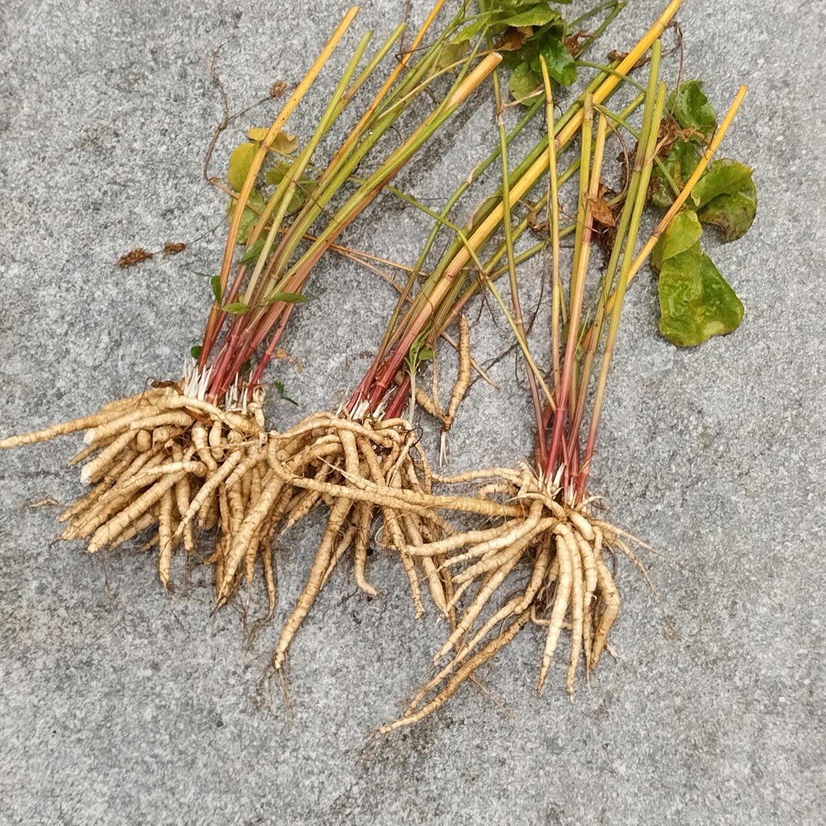 Zuckerwurzel (Sium sisarum) Samen