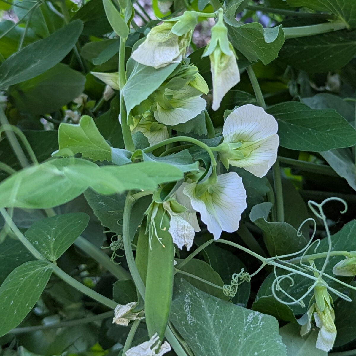 Wintererbse 'Sima' (Pisum sativum) Bio