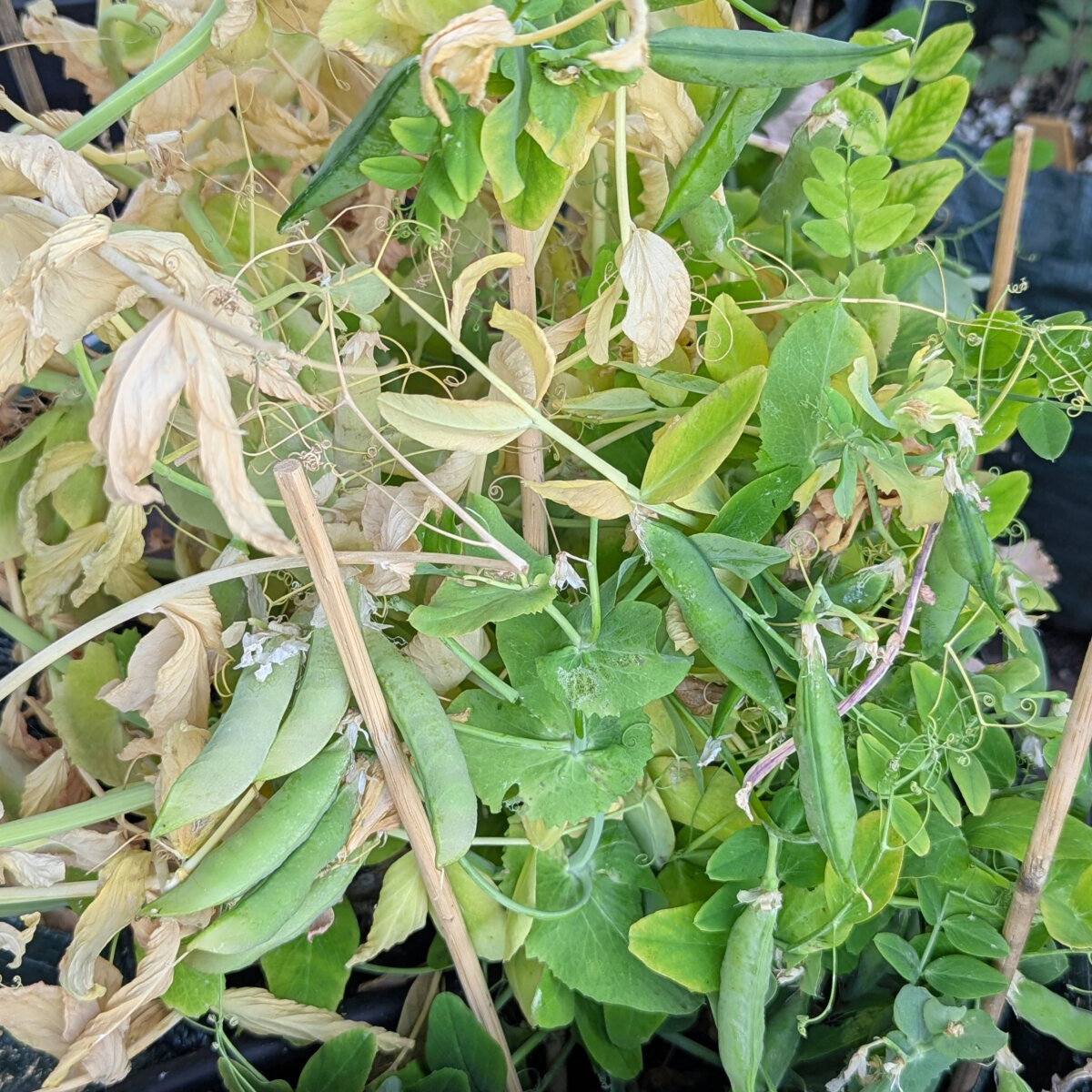 Wintererbse 'Sima' (Pisum sativum) Bio