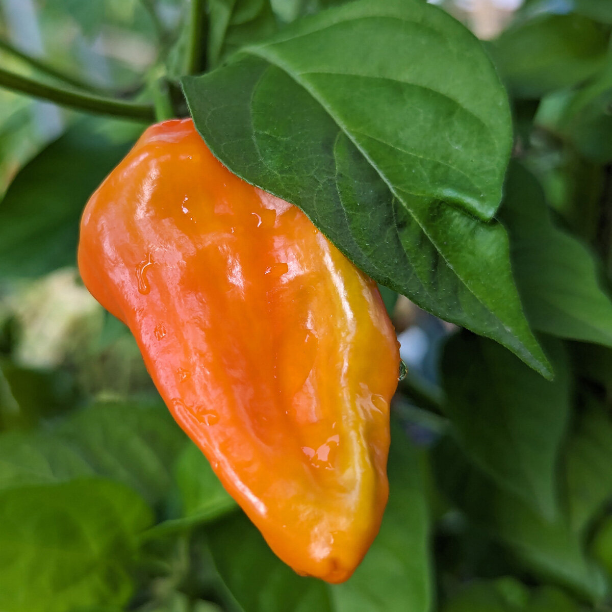 Milder Chili 'NuMex Suave Red' (Capsicum chinense) Samen