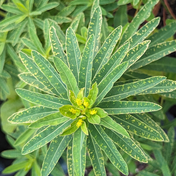 Gold-Wolfsmilch (Euphorbia epithymoides syn. polychroma) - ca. 25 Samen ...
