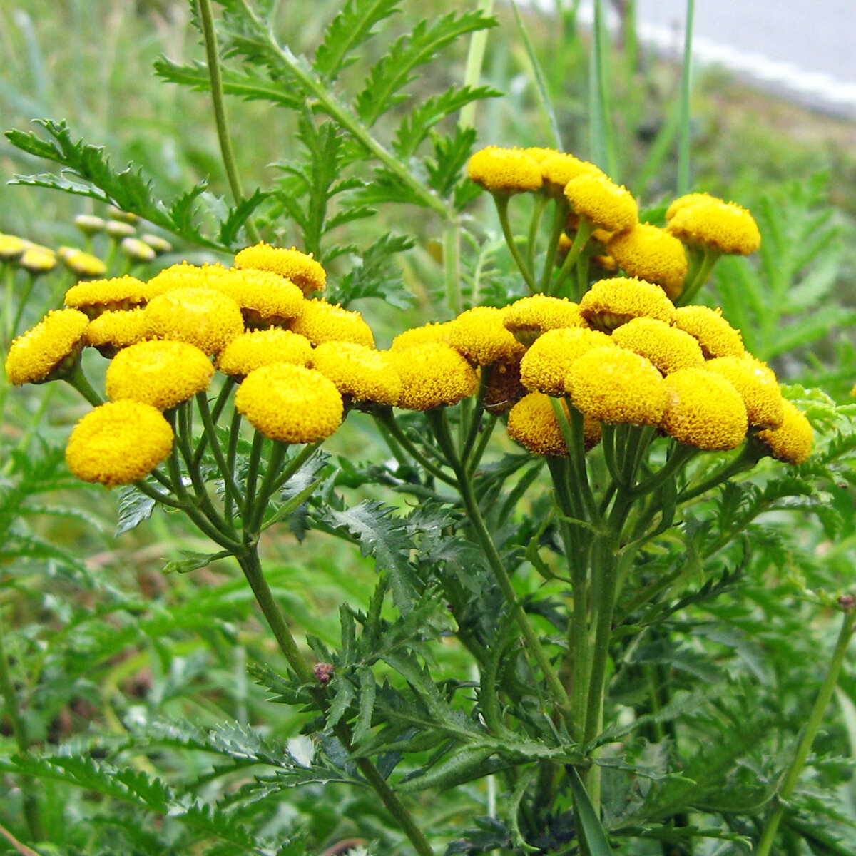Rainfarn (Tanacetum vulgare) Bio - ca. 800 Samen