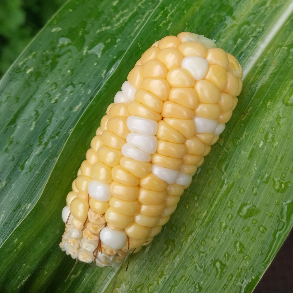 Zuckermais 'Yucon Chief' (Zea mays) Bio-Saatgut online kaufen
