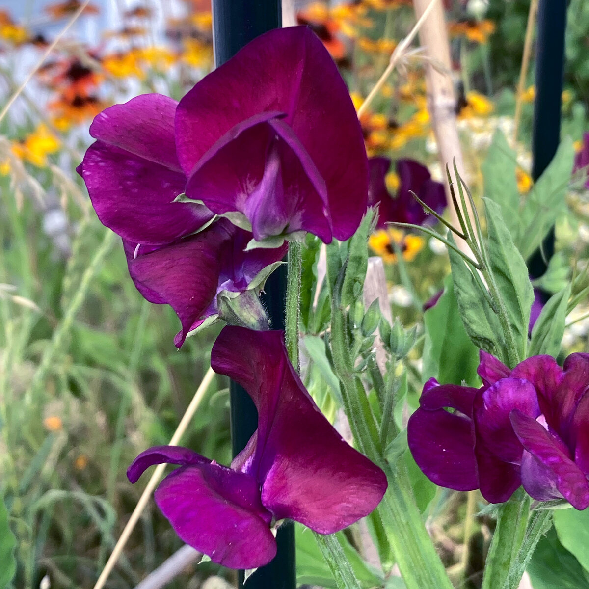 Bordeauxrote Duftwicke 'Beaujolais' (Lathyrus odoratus) Samen