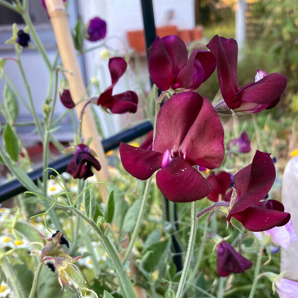 Bordeauxrote Duftwicke 'Beaujolais' (Lathyrus odoratus) Samen