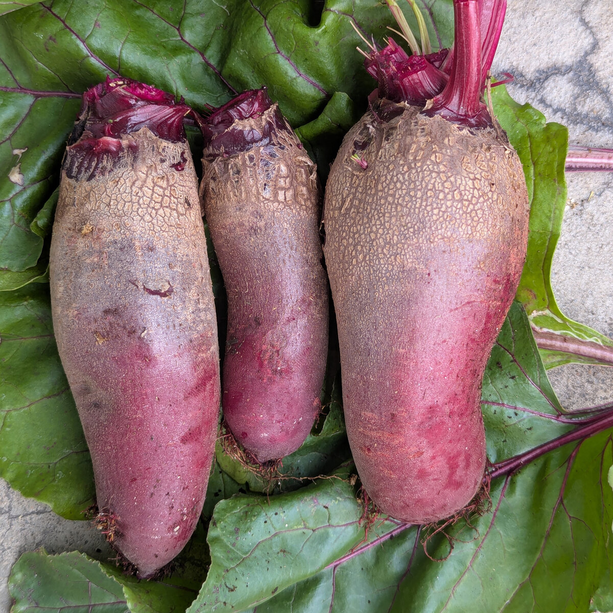 Rote Bete 'Cylindra' (Beta vulgaris) Bio Saatgut