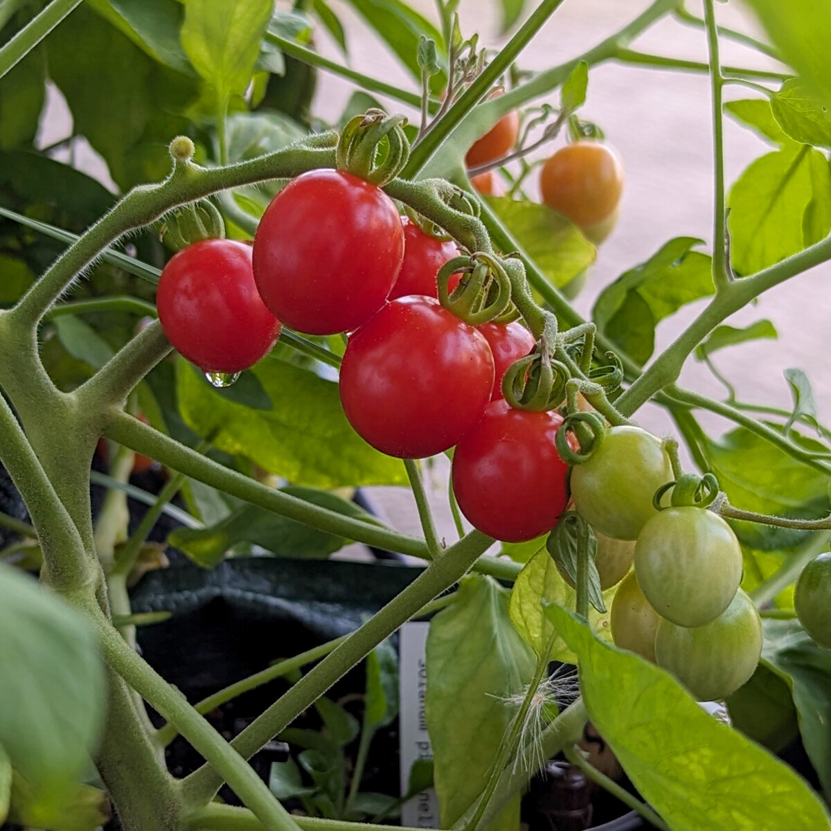 Wildtomate 'ABC Potato Leaf' (Solanum lycopersicum) Samen