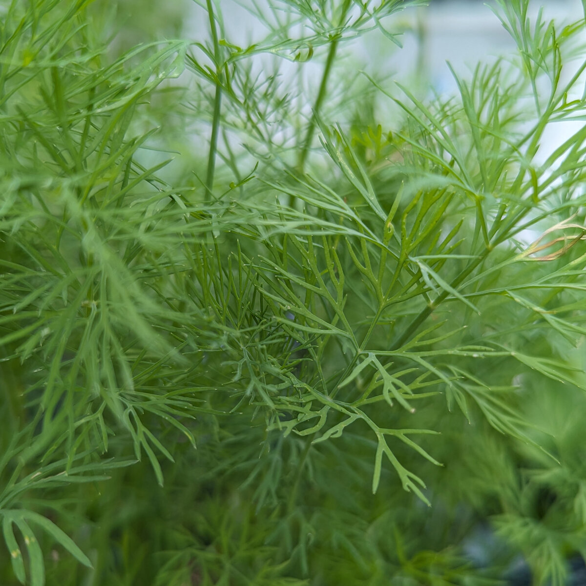 Dill 'Compact' (Anethum graveolens) Samen