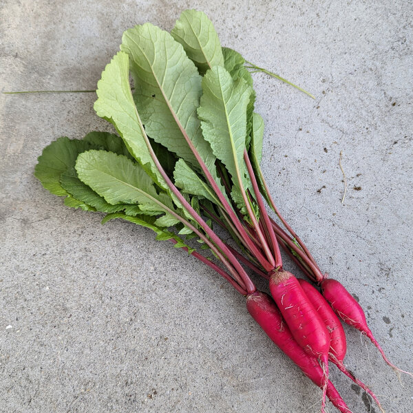 Radieschen 'Rote Riesen' (Raphanus sativus) Samen
