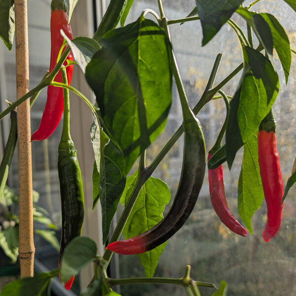 Chili Taeyang Medium Bio Samen – koreanischer Kimchi-Chili