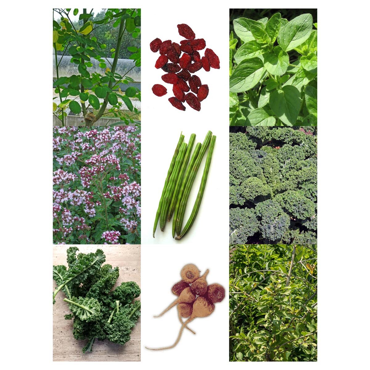 Super Foods - Samen-Geschenkset
