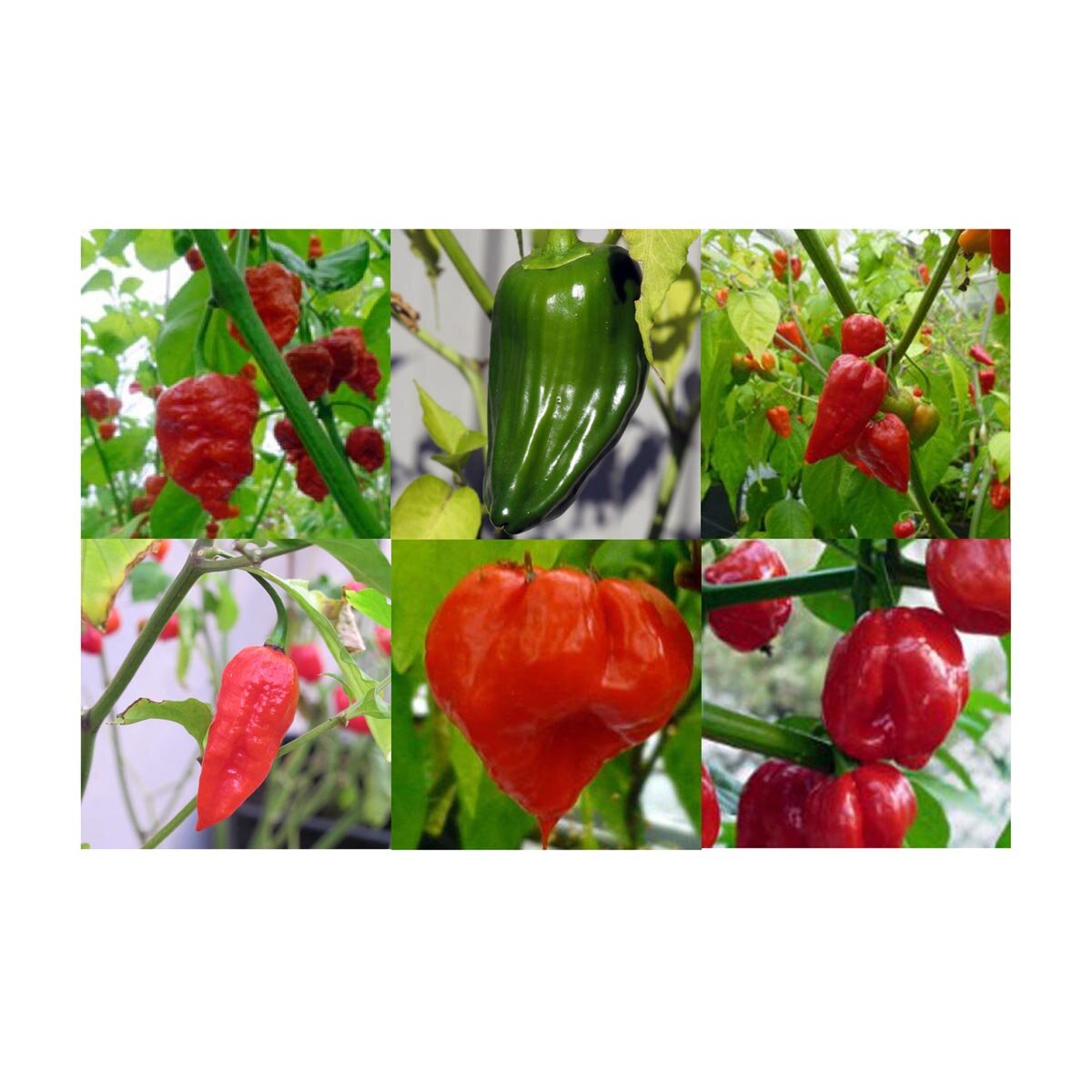 Die schärfsten Chilisorten der Welt - Samen-Geschenkset