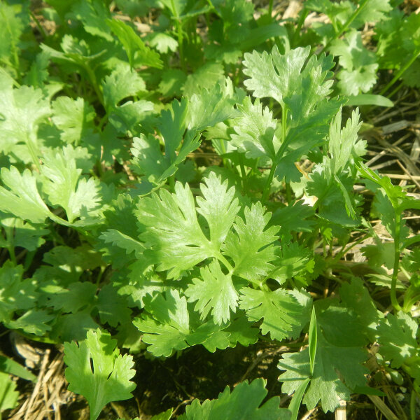 Cilantro / Blatt-Koriander 'Caribe' (Coriandrum sativum) Bio Saatgut