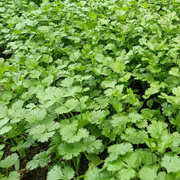 Cilantro / Blatt-Koriander 'Caribe' (Coriandrum sativum) Bio Saatgut