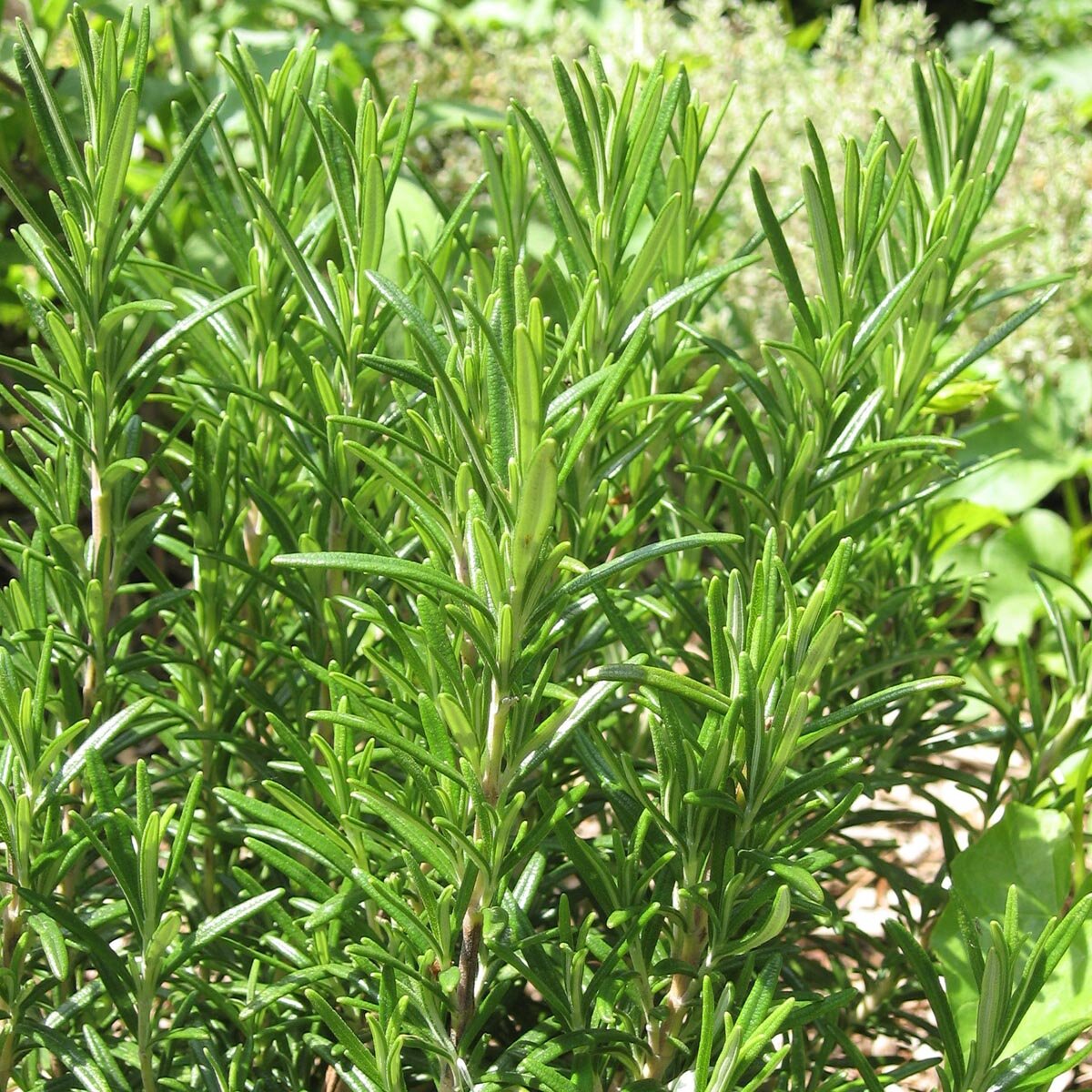 Rosmarin (Rosmarinus officinalis) Bio Saatgut