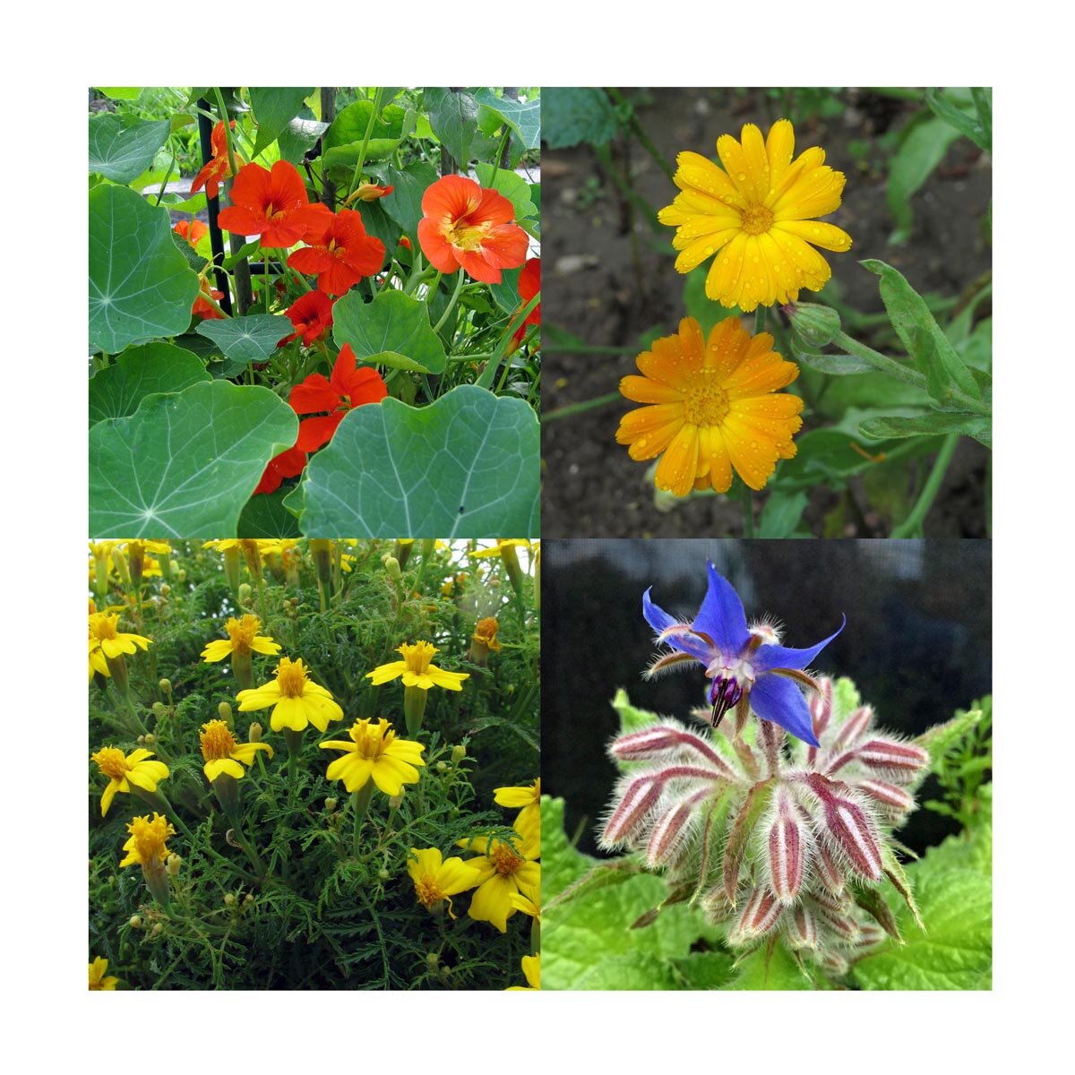 Essbare Blüten (Bio) - Samen-Geschenkset