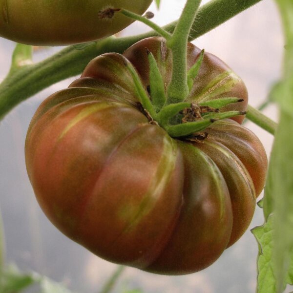 Tomate 'Ananas Noire' (Solanum lycopersicum) Samen