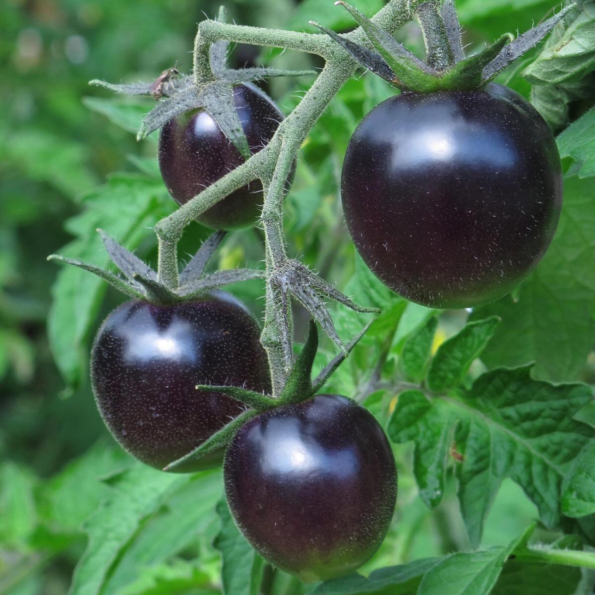 Tomate 'Indigo Rose' (Solanum lycopersicum) Samen