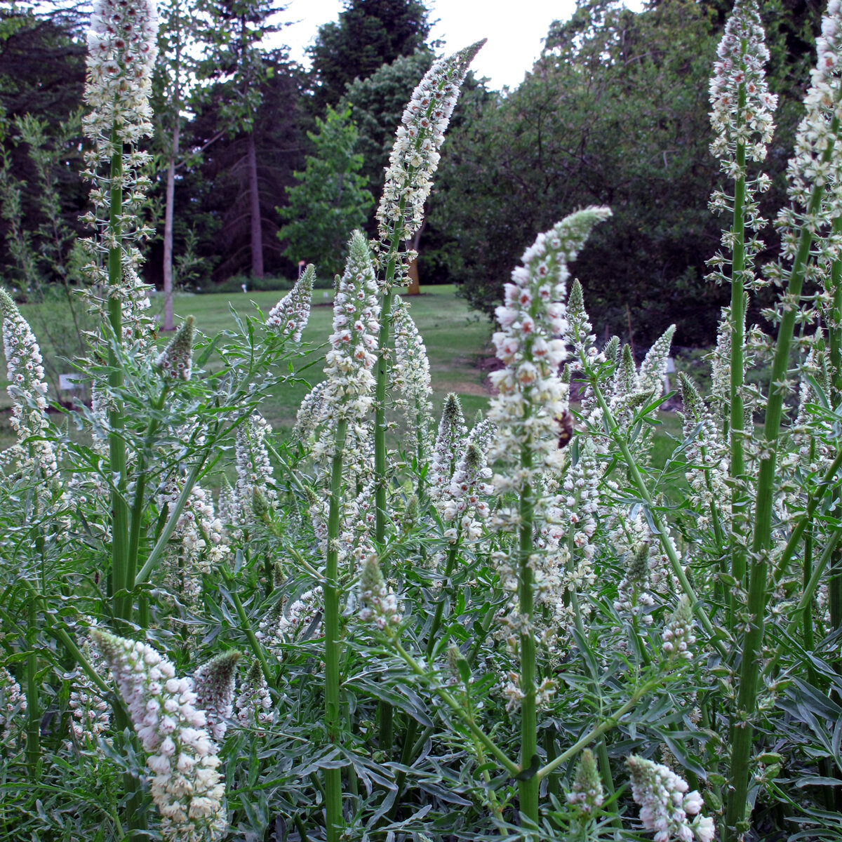 Weiße Reseda (Reseda alba) Bio Saatgut
