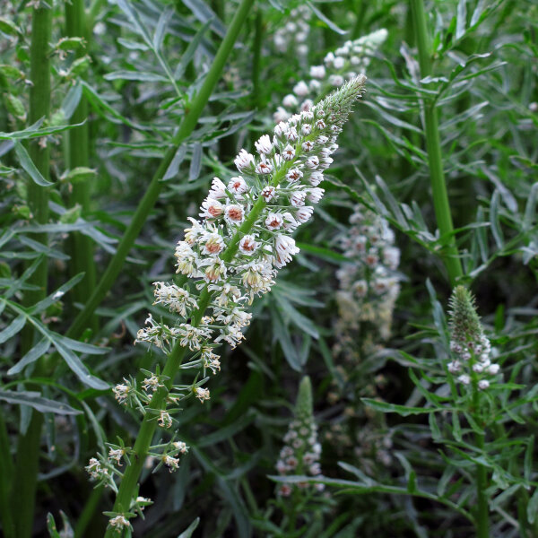 Weiße Reseda (Reseda alba) Bio Saatgut