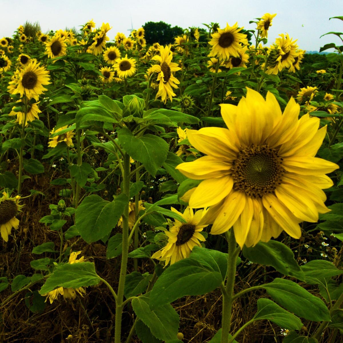 Sonnenblume 'Mittelgroßblumige Gelbe' (Helianthus annuus) Bio Saatgut